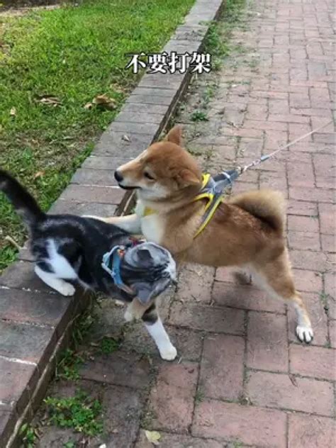 猫狗大战 猫狗大战 猫咪打架有多凶 又怂又凶的小猫咪 猫咪打架现场 高清1080p在线观看平台 腾讯视频