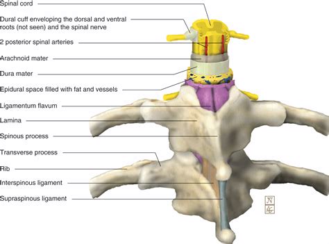 Ventral Epidural Space