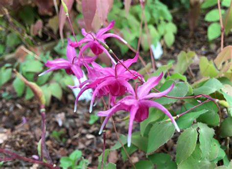 Grandiflorum Circe Straight Mile Nursery Gardens