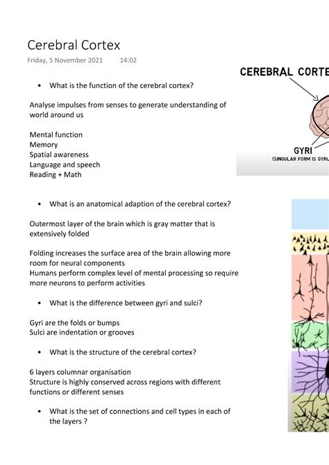 Cerebral Cortex The Anatomy And Function What Is The Function Of The Cerebral Cortex Analyse