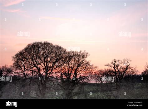 Silhouettes Of Trees During Sunset Stock Photo Alamy