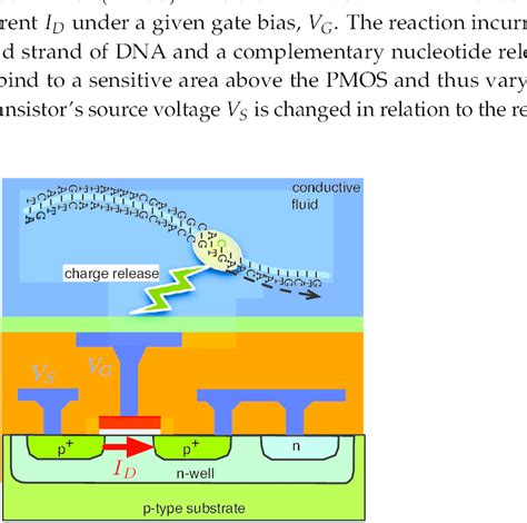 Sequencing By Synthesis As Achieved With Download Scientific Diagram