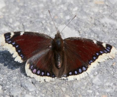 Nymphalis Antiopa In Crete Greece Camberwell Beauty