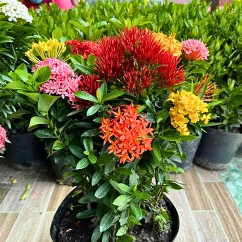 Dwarf Ixora Multicolor Flowering Plant Lalit Enterprise