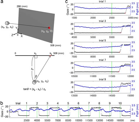 Saccade Task A Task Presentation And Calculation Of Gaze Position