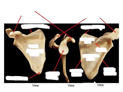 chapter 7a appendicular skeleton lab diagram quizlet