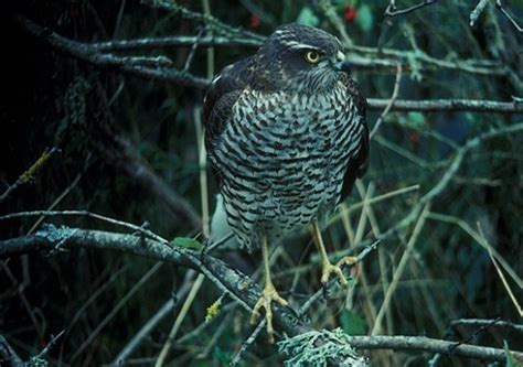 Gavilán Común Seo Birdlife