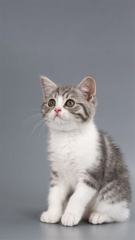萌宠 猫猫狗狗 堆糖美图壁纸兴趣社区