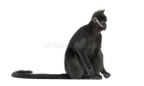 Side View Of A FranÃ§ois Langur Looking Away Trachypithecus Francoisi