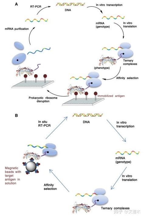 核糖体展示（ribosome Display） 知乎