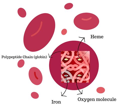 Hemoglobin And Its Types