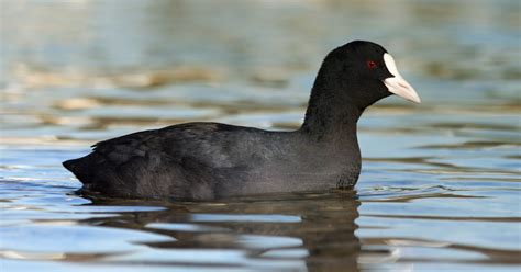 8 Of Adelaides Most Common Birds And How You Can Encourage Them Into Your Backyard Green Adelaide