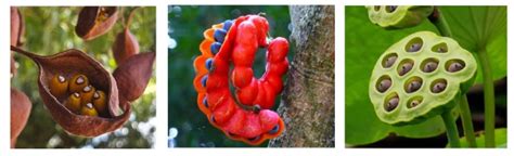 The Wheat Seed Problem Using K Nn Classification With The Scikit Library James D Mccaffrey