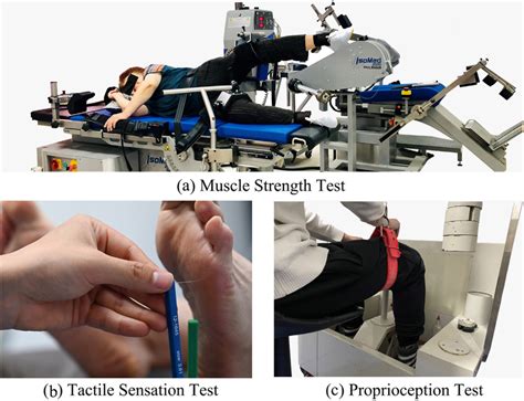 Test Illustrations A The Muscle Strength Test Uses The Isomed 2000 Download Scientific