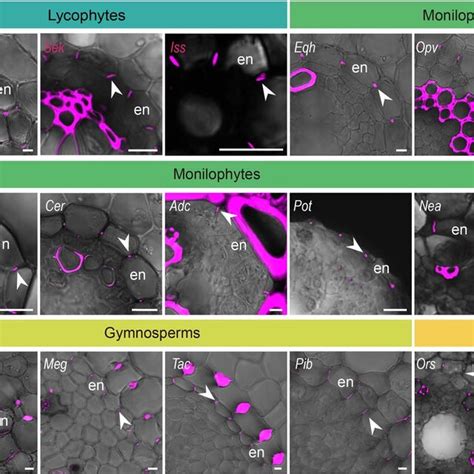 Basic Fuchsin Staining In Root Endodermis Of The 18 Species A B The