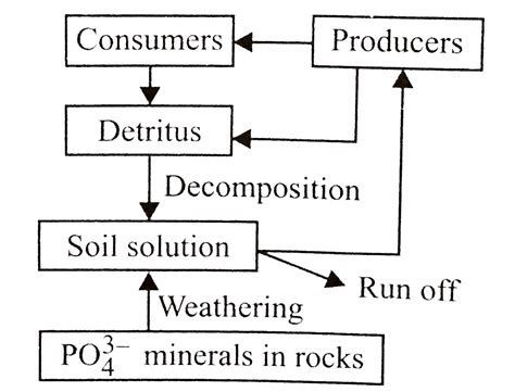 Phosphorus Cycle Flow Chart