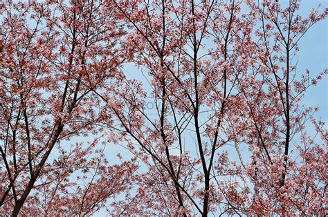 Outdoor Sakura Tree Picture And Hd Photos Free Download On Lovepik