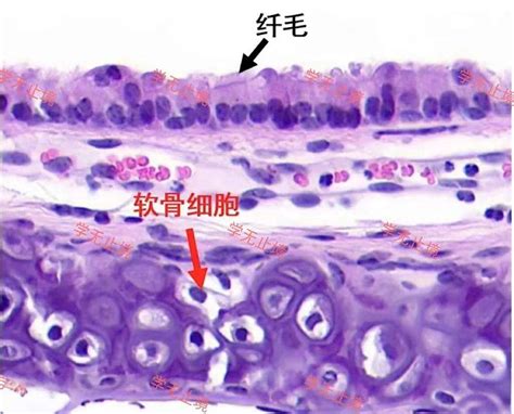 气管组织学结构图解
