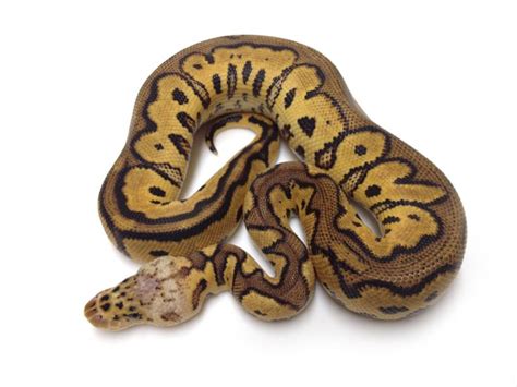 Pastel Yellow Belly Ball Python