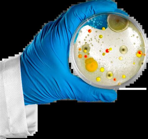 Heterotrophic Plate Count To Detect Bacteria In Drinking Water