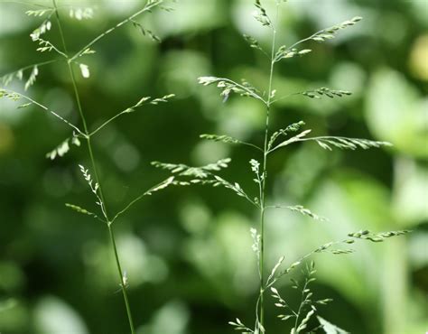 Rough Meadow Grass Naturespot