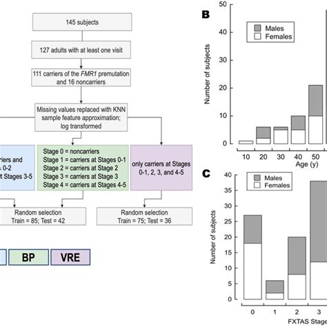 Artificial Neural Network Prediction Of Fxtas Stages The Ann Utilized Download Scientific