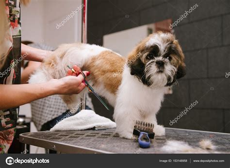 Cortes De Pelo Para Shih Tzu Grooming Shih Tzu Corte A Tijera 4