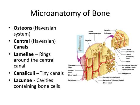 Exams And Me Haversian Canal System