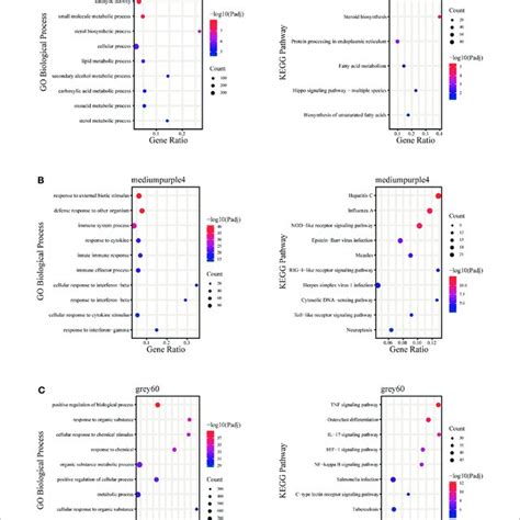 Fold Enrichment Of Top Level Overrepresented Go Terms Biological Download Scientific Diagram