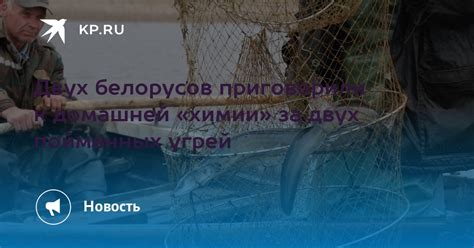 Двух белорусов приговорили к домашней «химии за двух пойманных угрей Kp Ru