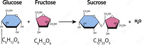 Sucrose Formation Formation Of A Glycosidic Bond From Two Molecules