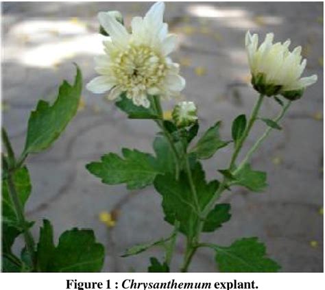 Figure 1 From Somatic Embryogenesis And Regeneration In Chrysanthemum