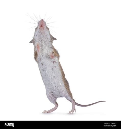 African Pygmy Mouse Aka Mus Minutoides And Smallest Rodent In The World Standing Up Against