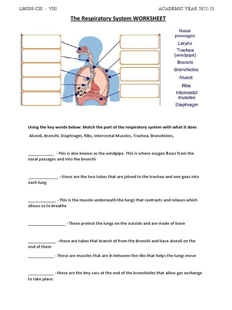 Respiratory System Worksheet Pdf