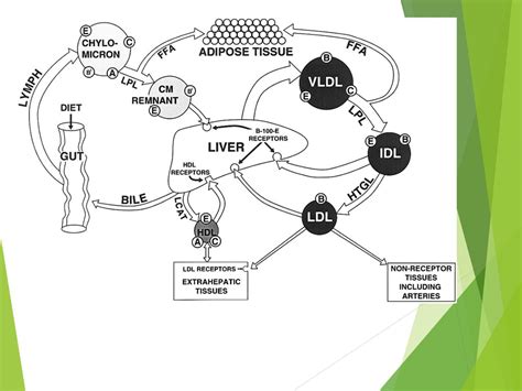 Lipids In The Body Functions Membrane Component Ppt Download