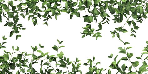 Green Leaf Border Illustration 47522287 Png