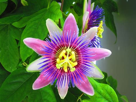 The Amazon Rainforest Flowers At Leah Coote Blog