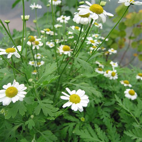 Feverfew (Tanacetum parthenium) a wildflower for sun.