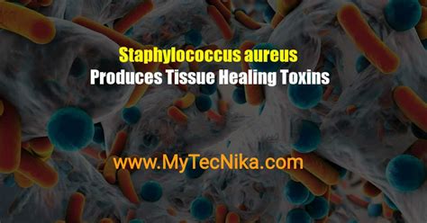 Staphylococcus Aureus Bacteria Produces Tissue Healing Toxins Mytecnika
