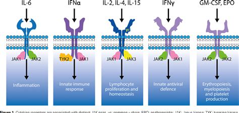 Figure 1 From Differential Properties Of Janus Kinase Inhibitors In The Treatment Of Immune