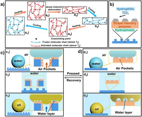 Mechanism Of Shape Memory And Abnormal Wettabilities A Shape Memory Download Scientific