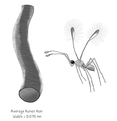 Tiny Insect R Macroporn