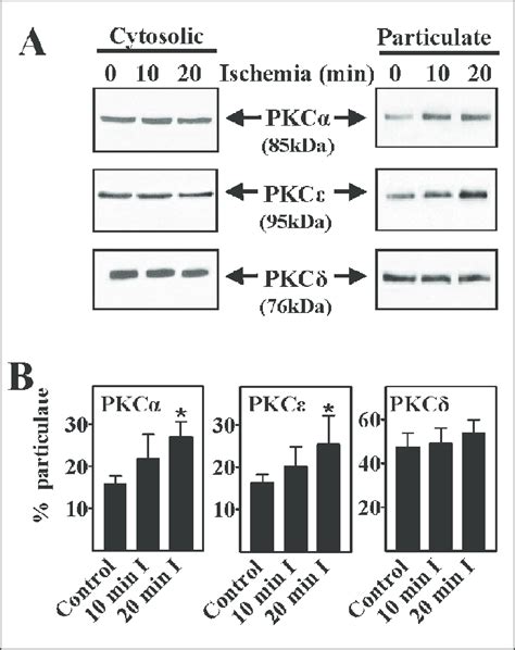 Distribution of PKC α PKC ε and PKC δ between cytosolic and Download Scientific Diagram