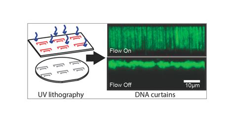 High Throughput Universal Dna Curtain Arrays For Single Molecule Fluorescence Imaging Langmuir