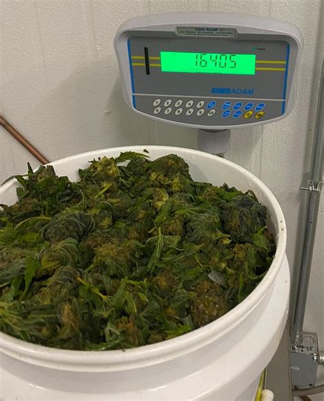 Test Material Before Washing Bubble Hash Sc Filtration Test Material Before Washing Bubble Hash Sc Filtration