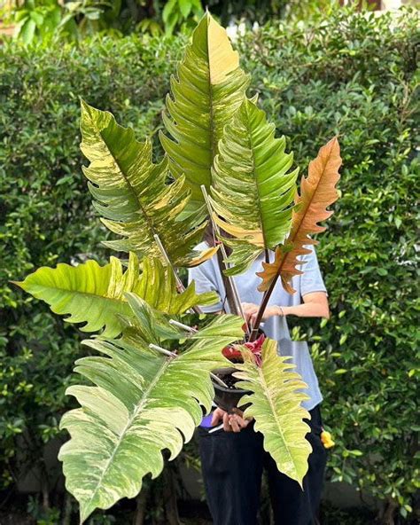 Philodendron Caramel Marble Care And Growing Guide