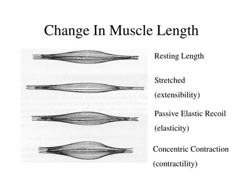 Ppt Muscle Tissue Powerpoint Presentation Free Download Id1466183