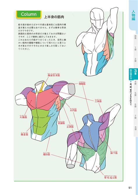 Weekly Anatomy Challenge Week 2 Artofit