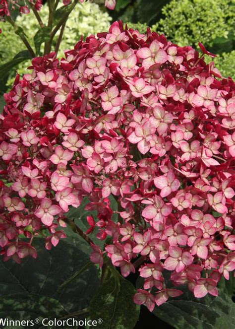 Hydrangea Arbor Hydrangea Smooth Invincibelle Ruby 2 Behmerwald Nursery