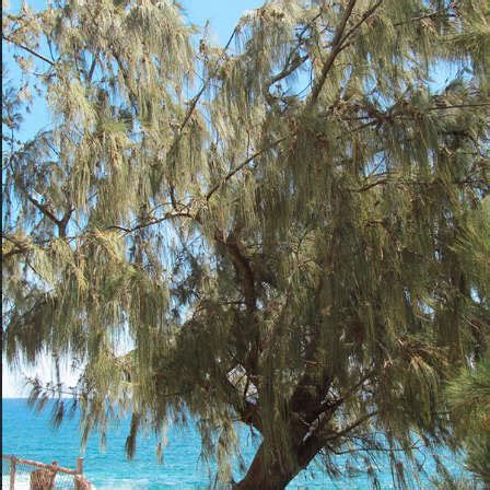 Trees Of Kauai Koloa Kai Vacation Rentals Management